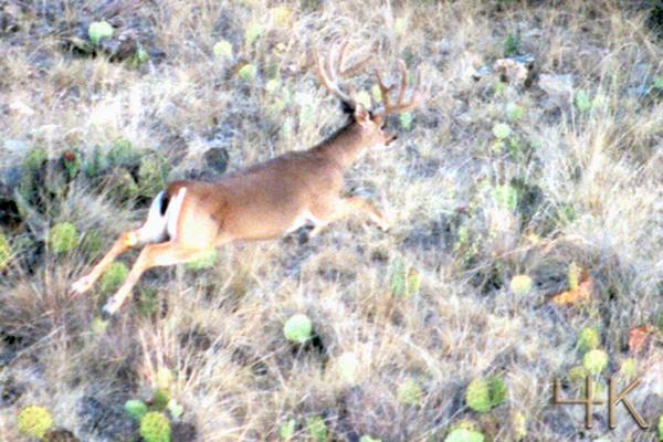 Hunting - 2005 - 4K Land & Cattle Co.